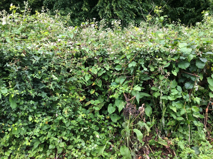 Ecology – The Wall, wildlife habitat enhancement planting update, hedge ...