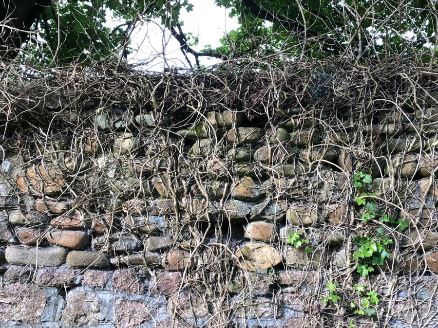 Ecology – The Wall, wildlife habitat enhancement planting update, hedge ...